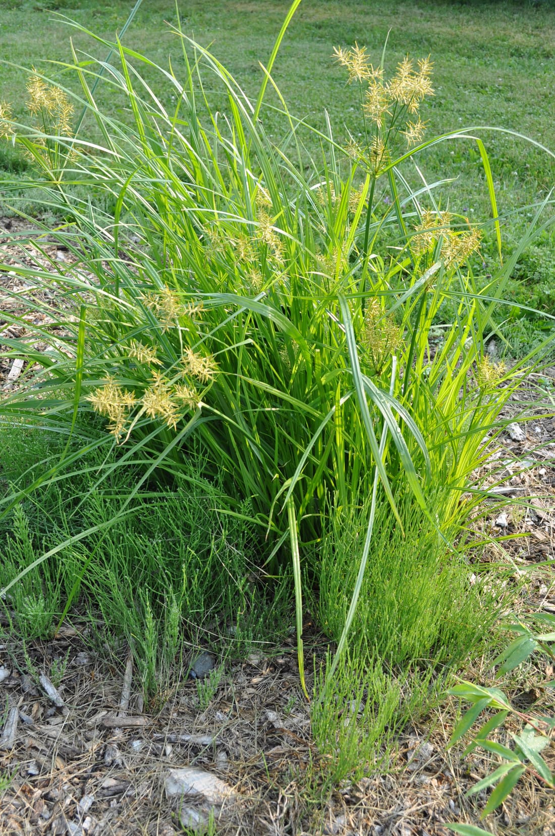 Nutsedge: The Weed That Looks Like Grass | Signature Lawn & TreeMasters